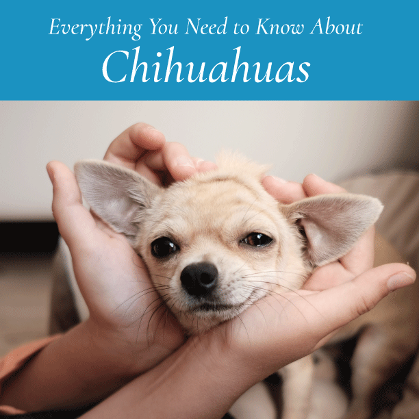 Everything You Need To Know About Chihuahuas – Canine Styles