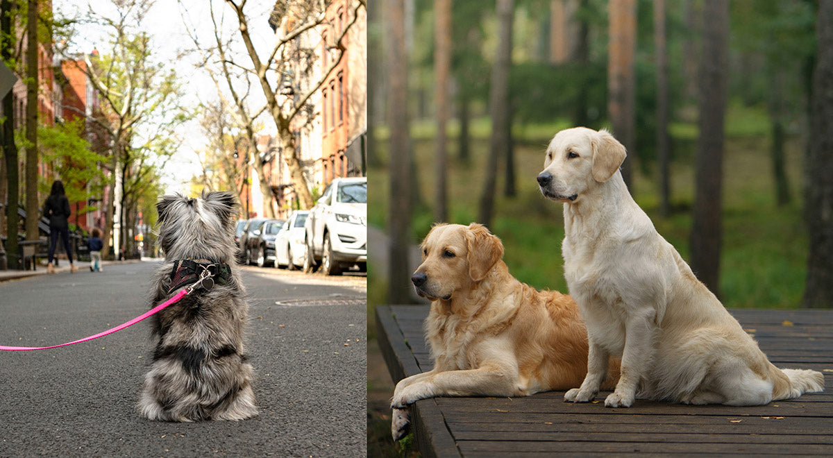 Choosing the Right Dog for Your Environment: City vs. Suburban Dweller ...