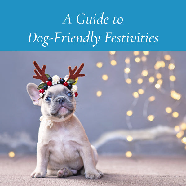 A Guide to Dog-Friendly Festivities – Canine Styles
