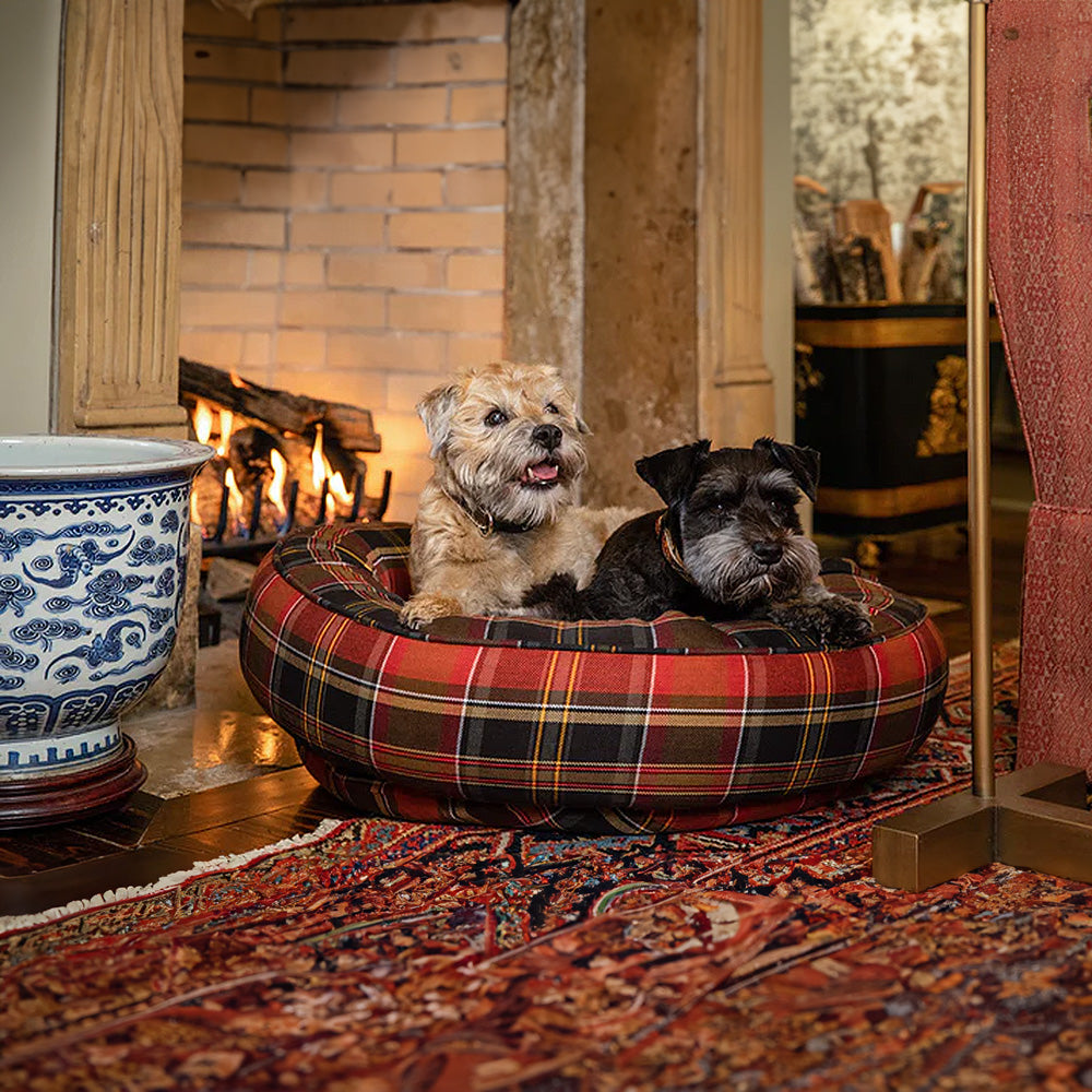 Why Every Dog Needs Its Own Bed: The Importance of a Comfortable Place ...