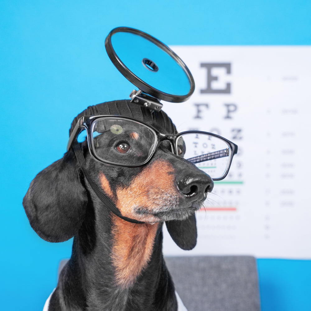 Best Thanksgiving Dinner for You and Your Dog – Canine Styles