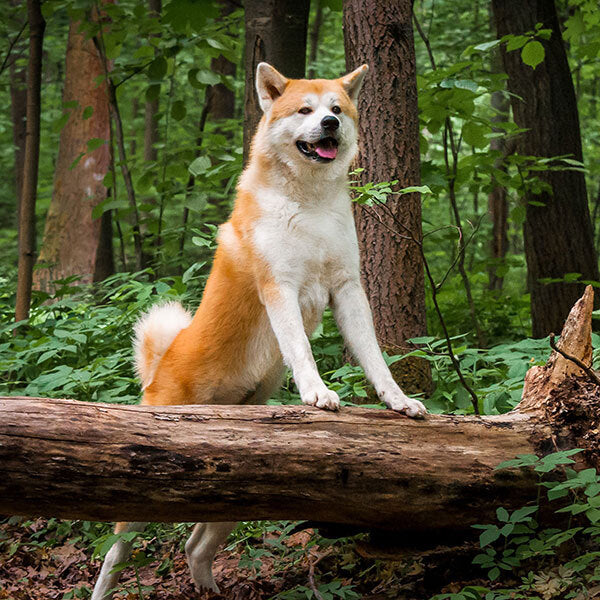 The Best Guard Dog Breeds – Canine Styles