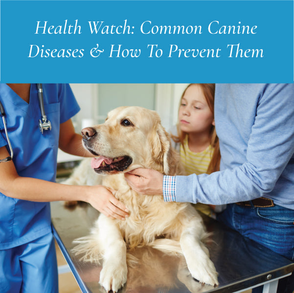 Health Watch: Common Canine Diseases and How to Prevent Them – Canine ...