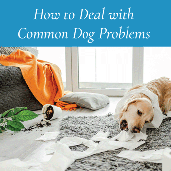 How to Deal with Common Dog Problems – Canine Styles