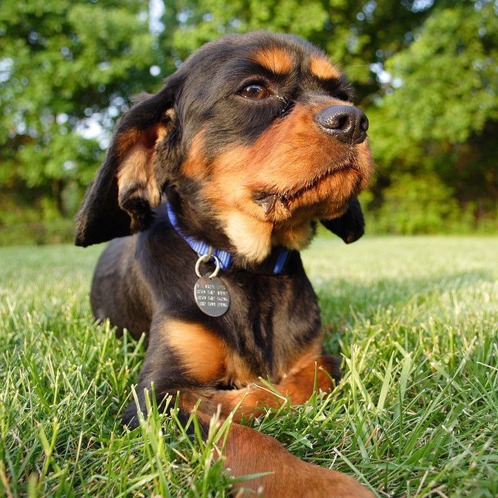 Dog Booties Guide - Dog Boot Size Chart – Canine Styles