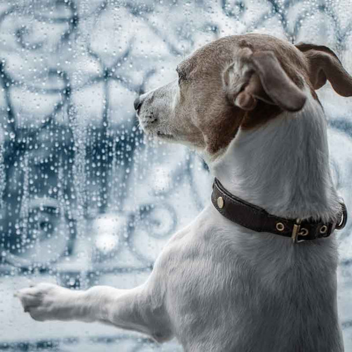 Dog Booties Guide - Dog Boot Size Chart – Canine Styles