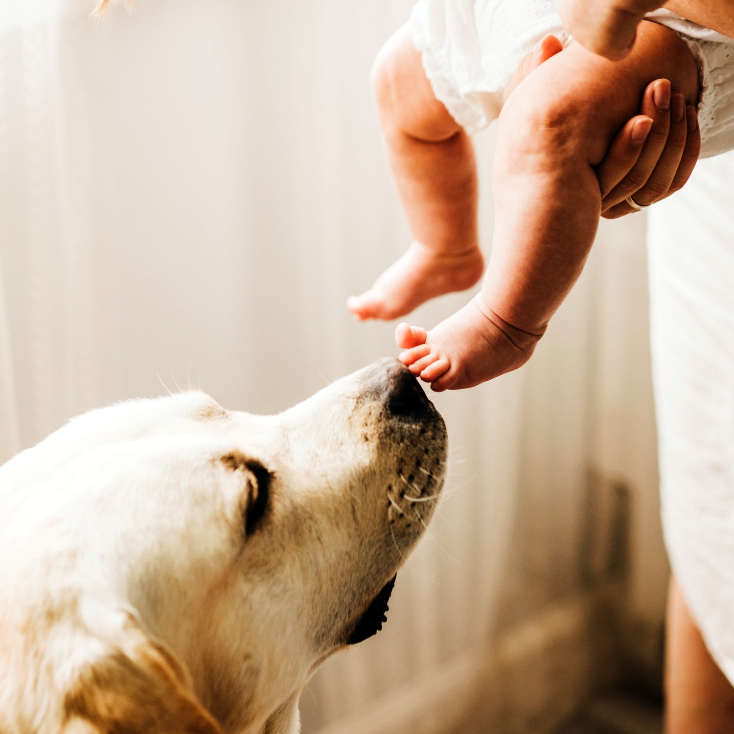 Dog Booties Guide - Dog Boot Size Chart – Canine Styles