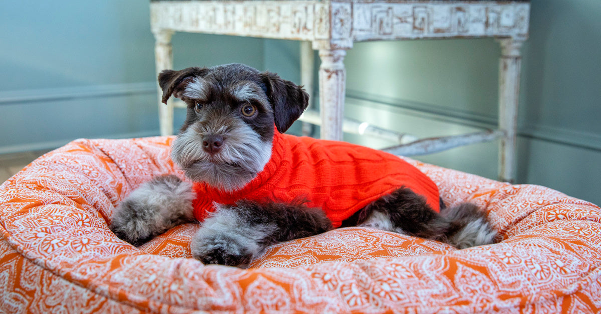 Canine Styles: a Lifestyle Brand for dogs!