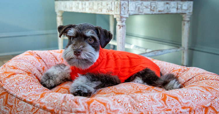 Canine Styles: a Lifestyle Brand for dogs!