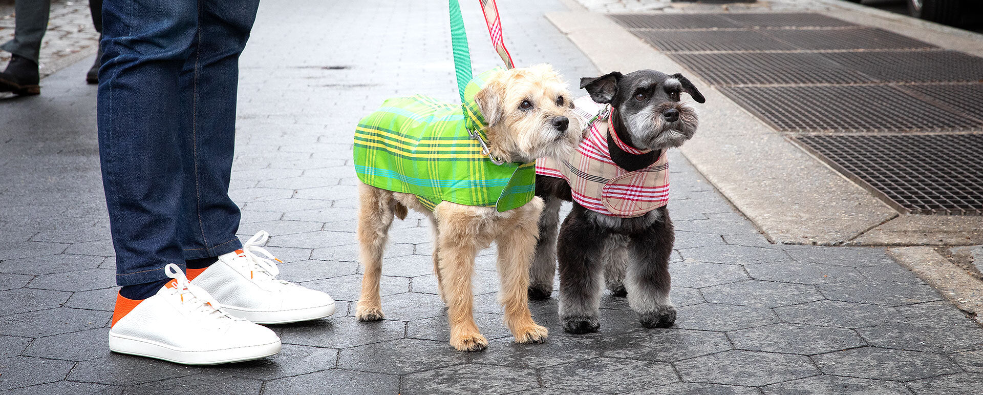 Canine Styles: a Lifestyle Brand for dogs!