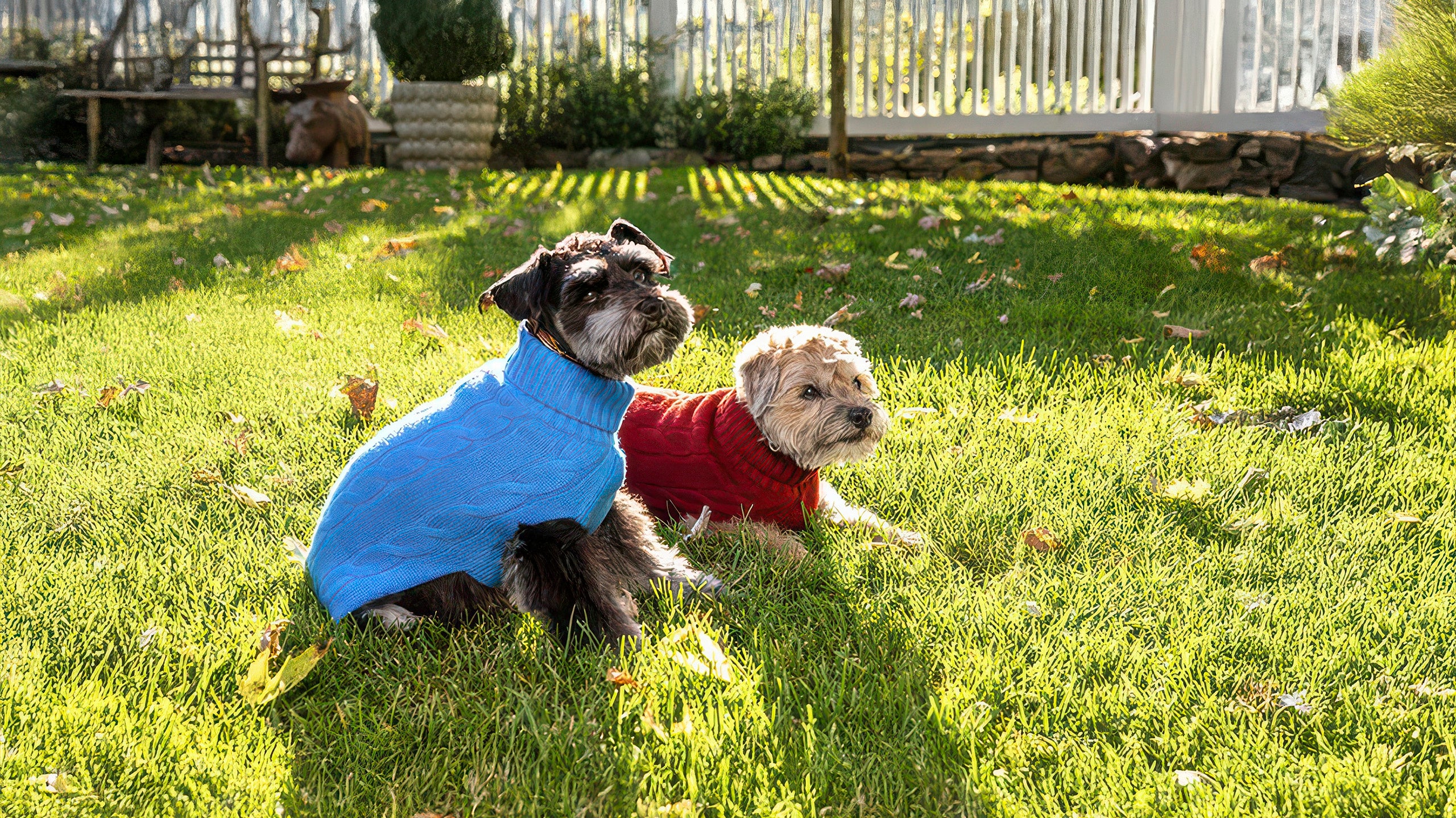 Canine Styles: a Lifestyle Brand for dogs!