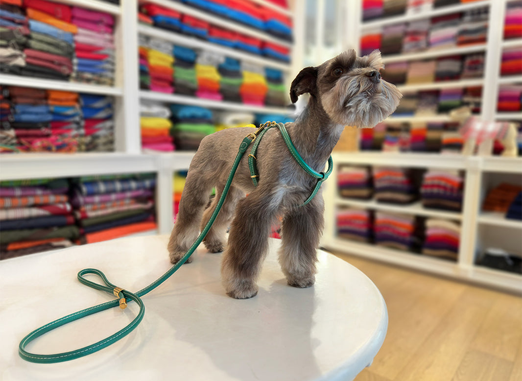 Canine Styles: a Lifestyle Brand for dogs!