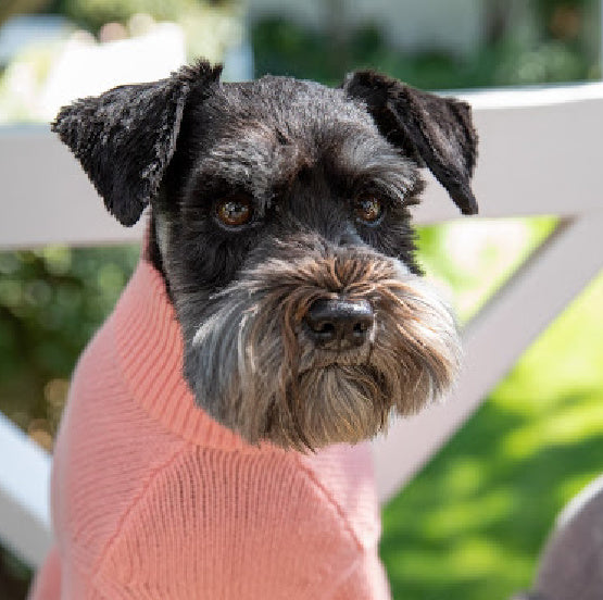 Canine Styles: a Lifestyle Brand for dogs!