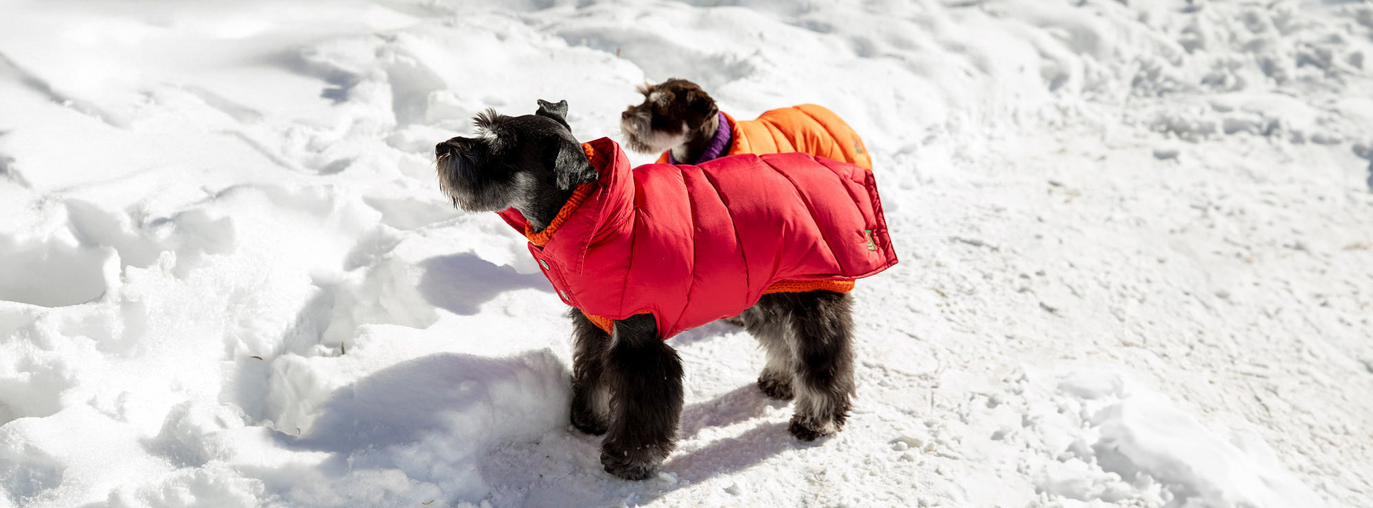 Canine Styles: a Lifestyle Brand for dogs!