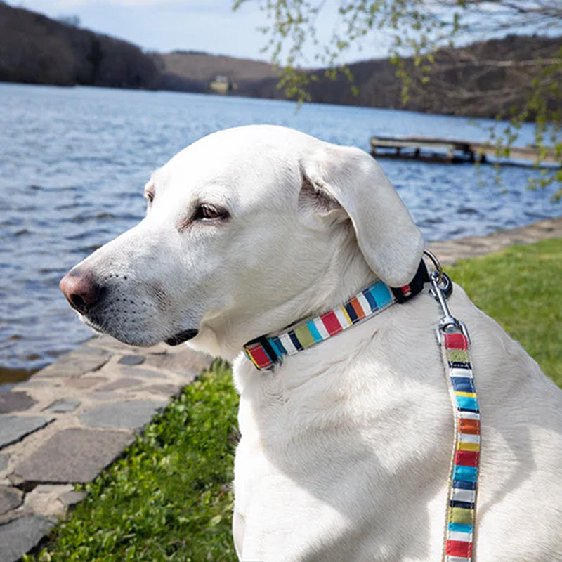Canine Styles: a Lifestyle Brand for dogs!