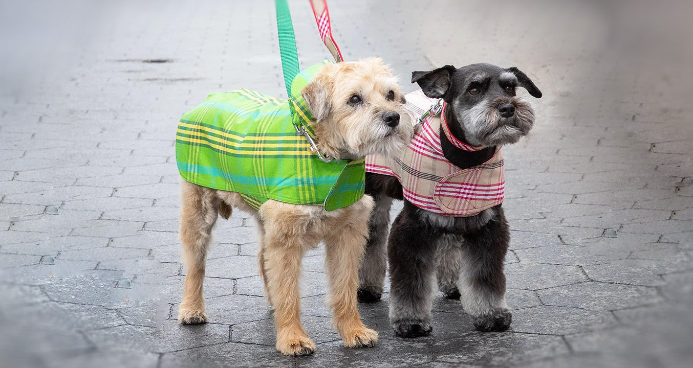 Canine Styles: a Lifestyle Brand for dogs!