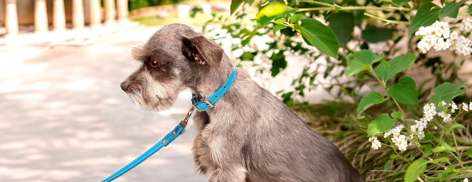 Canine Styles: a Lifestyle Brand for dogs!