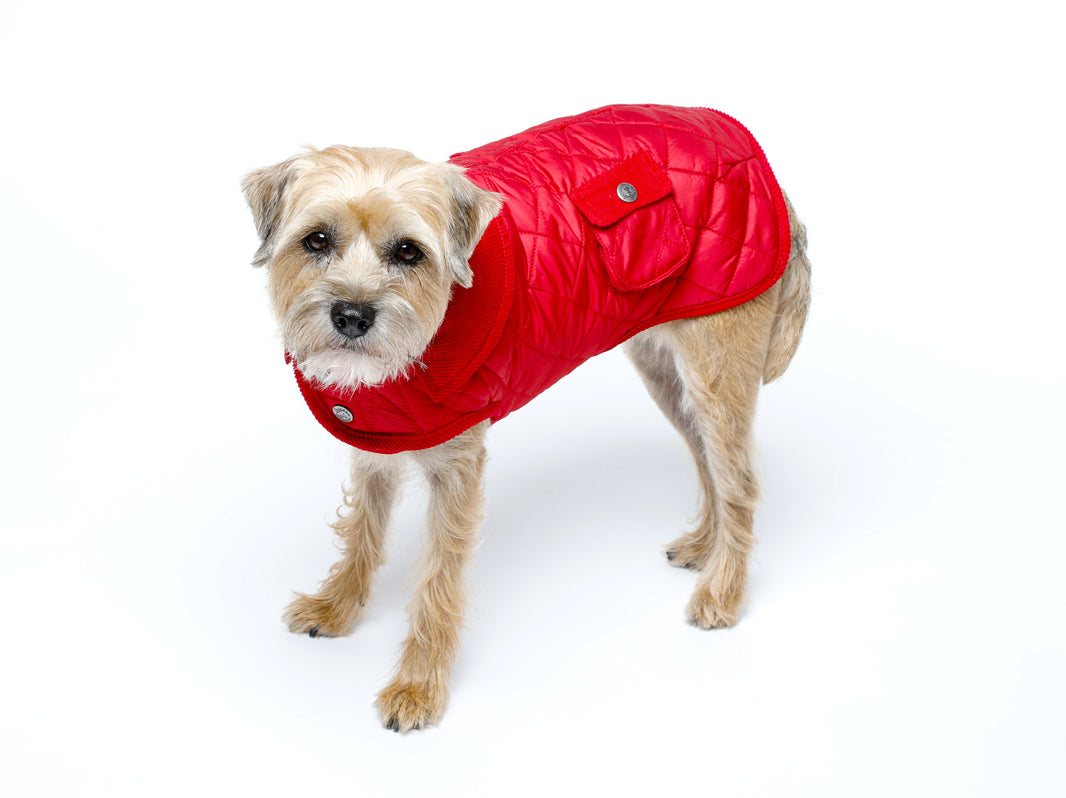 Dog Coats: Luxury, Trendy Boutique | Canine Styles - New York, NY